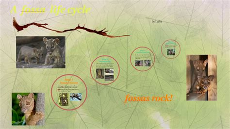 A Fossas Life Cycle By Student Group 4 Cscc On Prezi