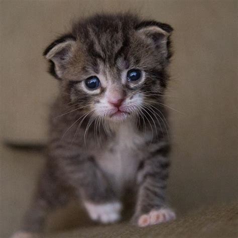 夢占いで猫が出てくる夢の意味12選 Ladyco