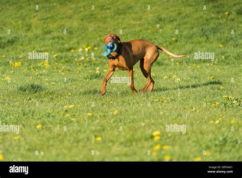 In The Afternoon Sun A Hungarian Female Pointer Learns To Retrieve