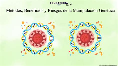 M Todos Beneficios Y Riesgos De La Manipulaci N Gen Tica Educapedia