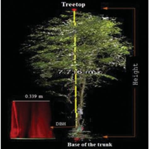 Individual Tree Height And Diameter At Breast Height DBH Measurement Download Scientific