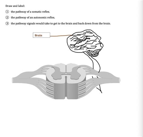 SOLVED Draw And Label 1 Pathway Of Somatic Reflex 2 Pathway Of