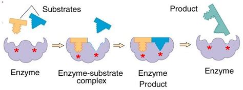 Enzyme The Catalyst