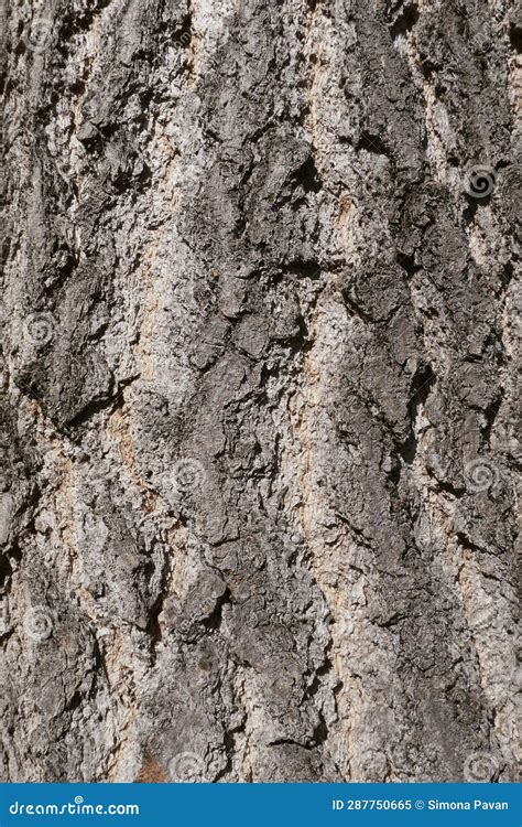 Ginkgo Biloba Trunk Close Up Stock Image Image Of Biloba Public