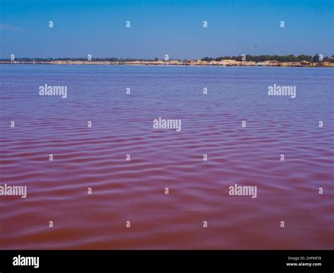 Pink Lake Retba In The Suburbs Of Dakar Place Of Salt Mining Senegal