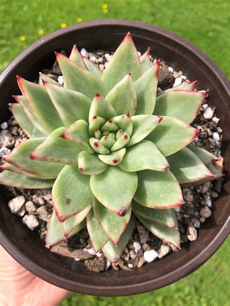 Echeveria Agavoides Maria Variegated Imported From Korea Etsy