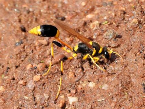 Mud Dauber Wasp At Kunoth Bore Ausemade
