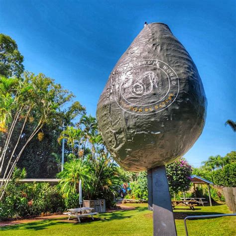The Big Avocado Duranbah Nsw Land Of The Bigs