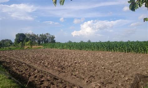 Masuki Musim Kemarau Petani Sendangharjo Pilih Tanam Lombok Dan Jagung