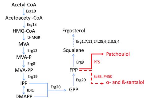 Biosynthetic Pathway To Produce Patchoulol And α And β Santalol In S