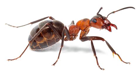 Sugar Ants Peak Pest Control
