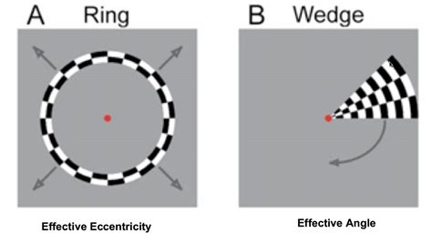 Retinotopy Analysis With Brainvoyager Computational And Biological Vision Group