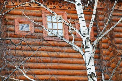 Premium Photo Birch Tree Near Wooden Log House In Spring