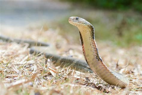 King Cobra Ophiophagus Hannah