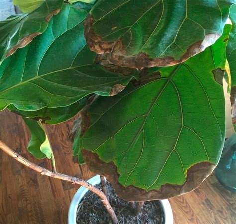 Ficus лира: домашни грижи, трансплантация и репродукция