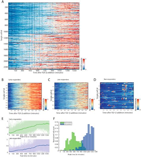 The Tgf β Smad3 Dyngfp Reporter Can Be Used To Identify Heterogenous Download Scientific