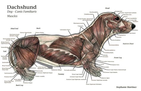 Dachshund Anatomy At Wayne Loeffler Blog