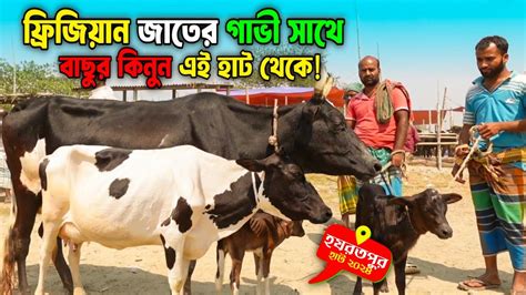 ঈদ ধামাকা ২০২৪ কুরবানী উপযোগী গাভী গরুর দরদাম কুরবানী হাট ২০২৪