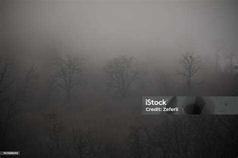 지상에가 잎 신비한 겨울 숲 언덕 또는 흔적에 숲에서 아름 다운 안개와 함께 풍경입니다 겨울 숲도 마법의 분위기입니다