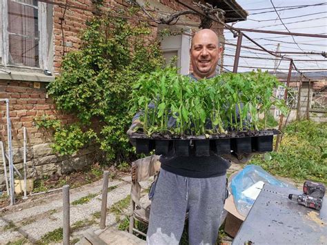 Продавам разсад домати Растения Разсад Семена Несебър Продавам разсад домати пики