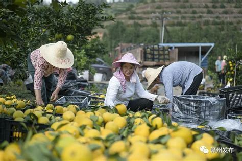 看过来！“赣南脐橙香天下”创意短视频征集大赛来啦！澎湃号·政务澎湃新闻 The Paper