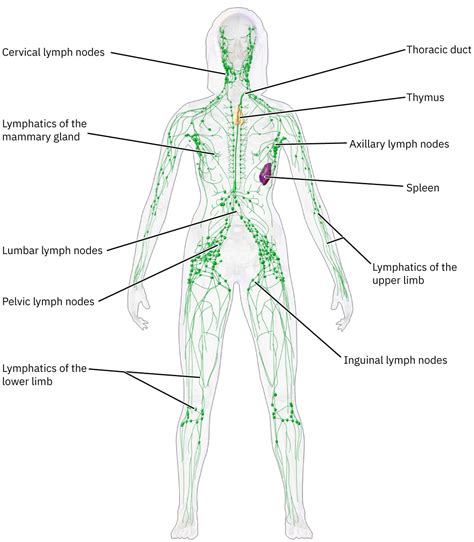 221 Infectious Process Medical Surgical Nursing Openstax