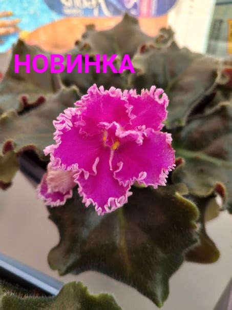 КОМНАТНЫЕ ЦВЕТЫ. РЯЗАНЬ. | ВКонтакте