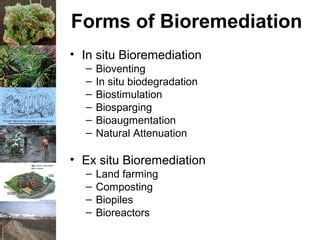 Bioremediation2 PPT