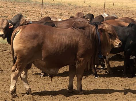 Investigating The Meat Quality Of Boran Cattle Agriorbit