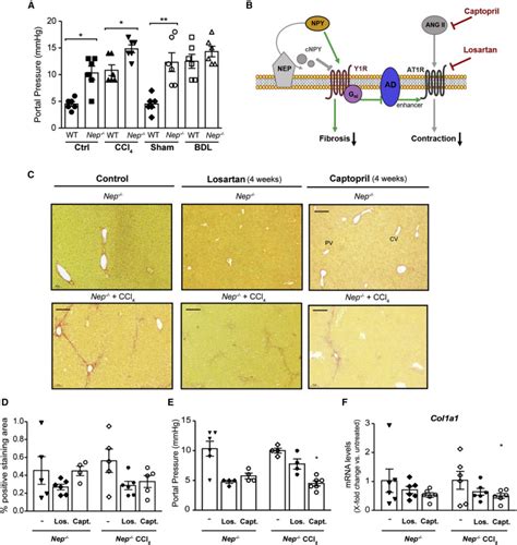 Neprilysin Dependent Neuropeptide Y Cleavage In The Liver Promotes