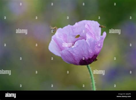 Hoverflies And Bees Fly Around A Flower Of Ornamental Poppy Papaver