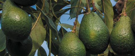 Haifa Ofrece Recomendaciones Nutricionales Para El Cultivo Del Aguacate