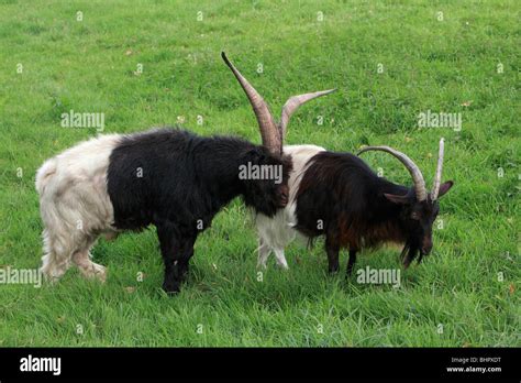 Bagot Goat Or Wallis Goat Male And Female On Meadow Germany Stock