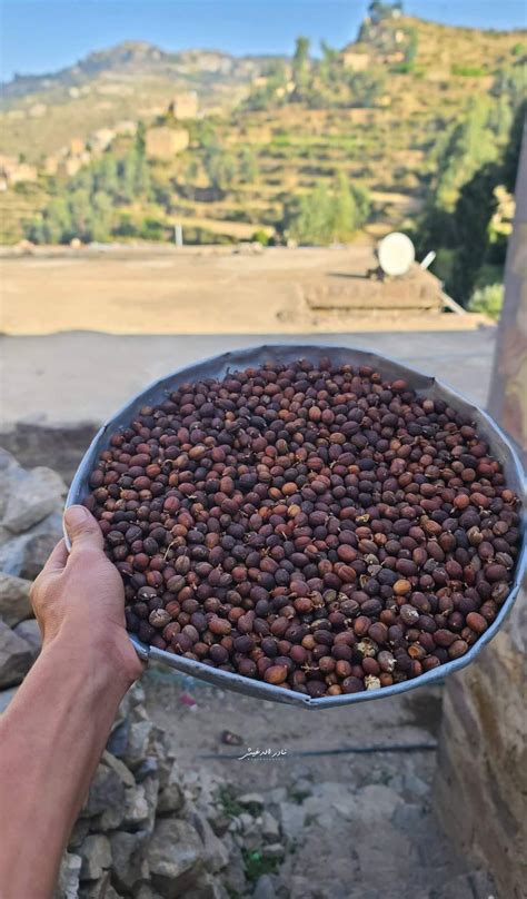 تجربه ناجحه في زراعه البن في اليمن بعدسة محبيها