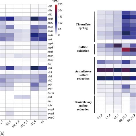 Relative Abundance Of Key Genes Involved In Nitrogen Metabolism A And