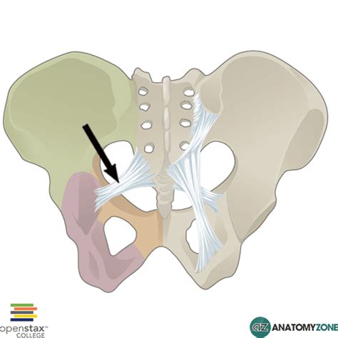 What Does Sacrospinous Fixation Mean At Albert Allen Blog