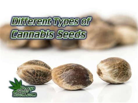 Different Types Of Cannabis Seeds Percys Grow Room