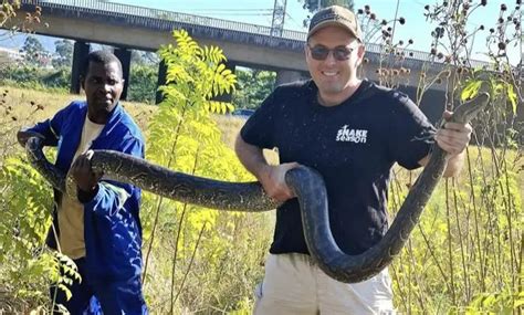 Mystery Of The Colossal 35 Meter Python Spotted Near New Germany