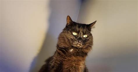 Ladies And Gentlemen ~ Princess Olivia When Shes Not Being A Beautiful Fluff Ball She Is