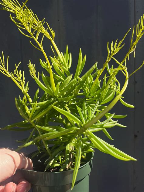 4 Happy Bean Plant Peperomia Ferreyrae Bioactive Supply