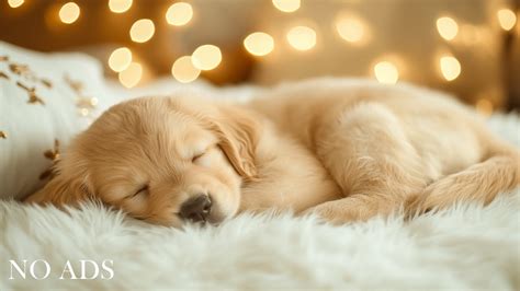 12시간 강아지 진정 음악 🎵🐶 강아지를 위한 분리불안 완화 음악 🎵💖 강아지를 위한 편안한 멜로디 🎵 Youtube
