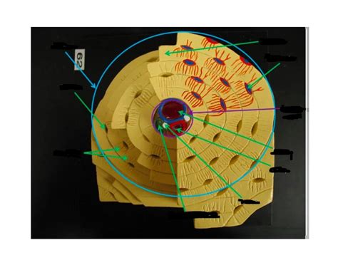Label The Osteon Model Quiz