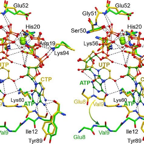 Top Structural Comparison Of Atp Ctp And Utp Bound In The A Download Scientific Diagram