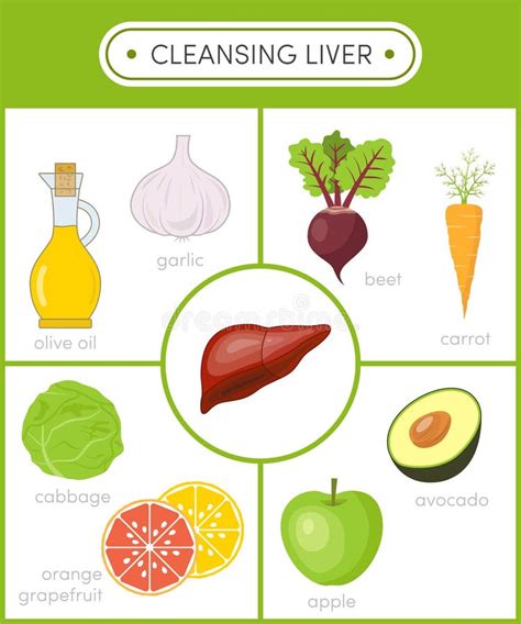 Hígado Sano En Verduras Sobre Fondo Blanco Caricatura Ilustración del