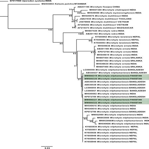 Maximum‐likelihood Phylogeny From Iq‐tree Analyses Based On The 16s