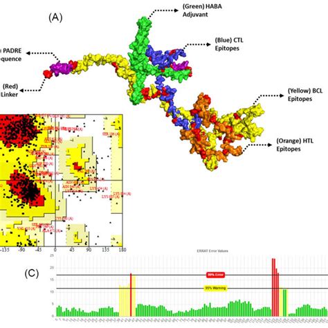 Tertiary Structure Of The Constructed Vaccine With Haba Adjuvant A Download Scientific