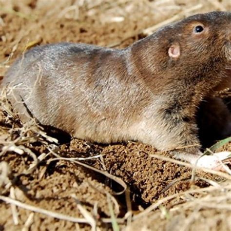 Ozark Pocket Gopher Encyclopedia Of Arkansas