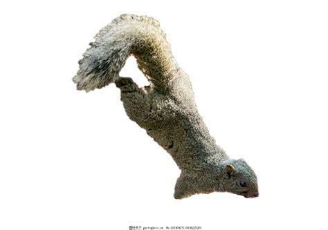 可爱的松鼠图片 生物静物 设计元素 图行天下素材网