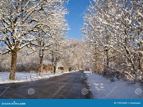 Tree Lined Road In Winter Stock Photo Image Of Countryside