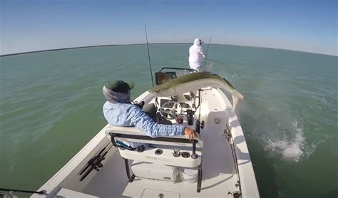 Video Tarpon Fisherman Comes Face To Face With His Quarry Unofficial